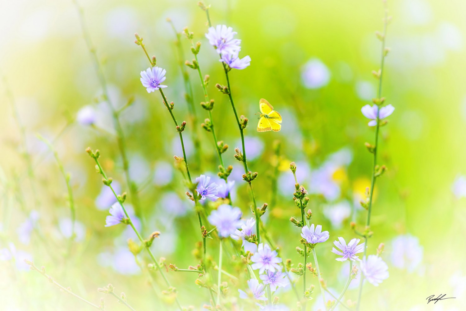 Roadside Flowers: the Common Chicory - Brady Kesner Photography