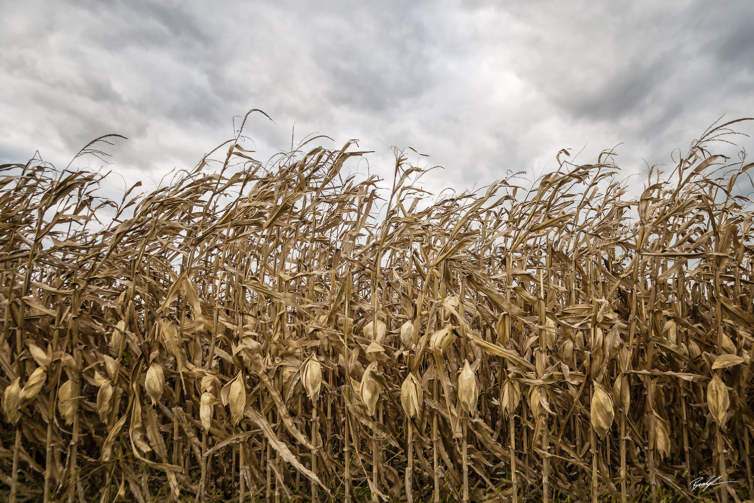 Rural Landscapes - Brady Kesner Photography